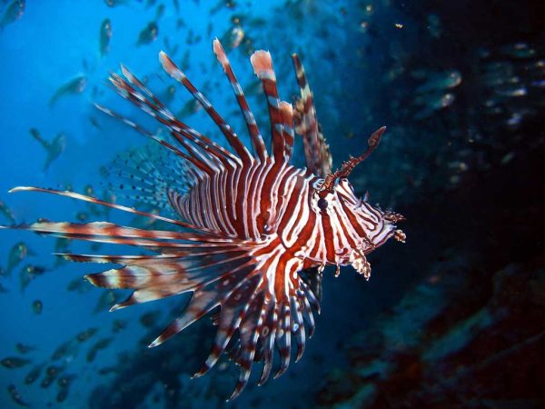 Butterfly Cod and Lion Fish: Fascinating Marine Species