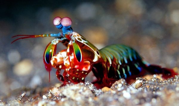 Marine Species: The Mantis Shrimp | Scuba World