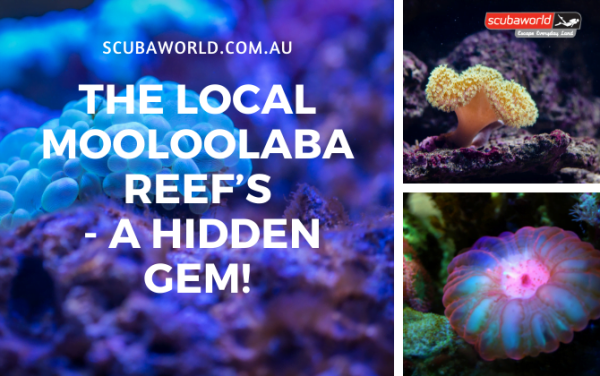 Discover Local Mooloolaba Reefs | Scuba World