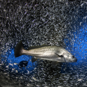 Dive HMAS Brisbane | Australia's #1 Artificial Wreck