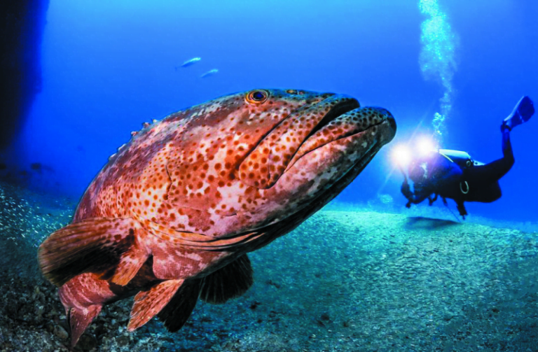 Dive HMAS Brisbane | Australia's #1 Artificial Wreck