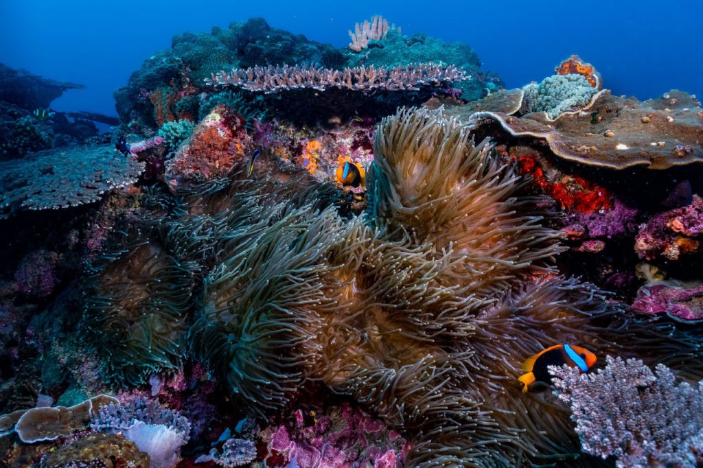 Dive HMAS Brisbane | Australia's #1 Artificial Wreck