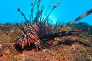 DIVE MOOLOOLABA CORAL REEF | Scuba World
