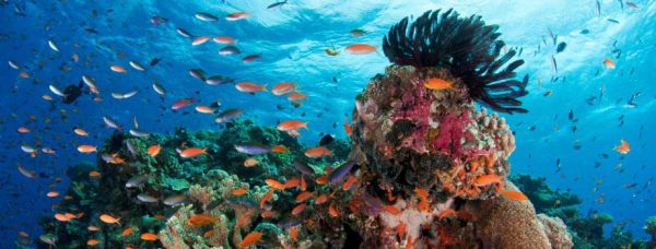 Explore Mooloolaba Reef Diving with Scuba World