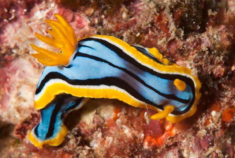 Explore Mooloolaba Reef Diving with Scuba World