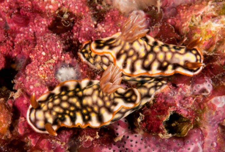 Explore Mooloolaba Reef Diving with Scuba World