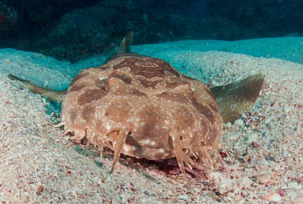 Explore Mooloolaba Reef Diving with Scuba World