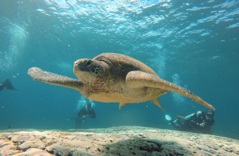 Sunshine Coast Dive Sites | Scuba World Mooloolaba